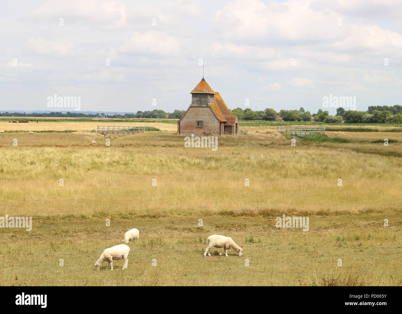 Romney sheep hi-res stock photography and images - Alamy