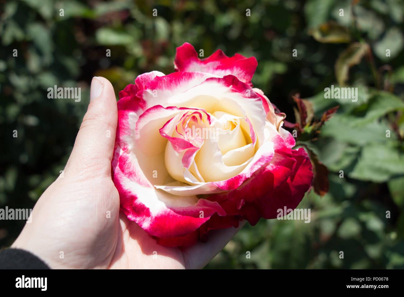Hand holding a colorful Rose Flower Stock Photo - Alamy