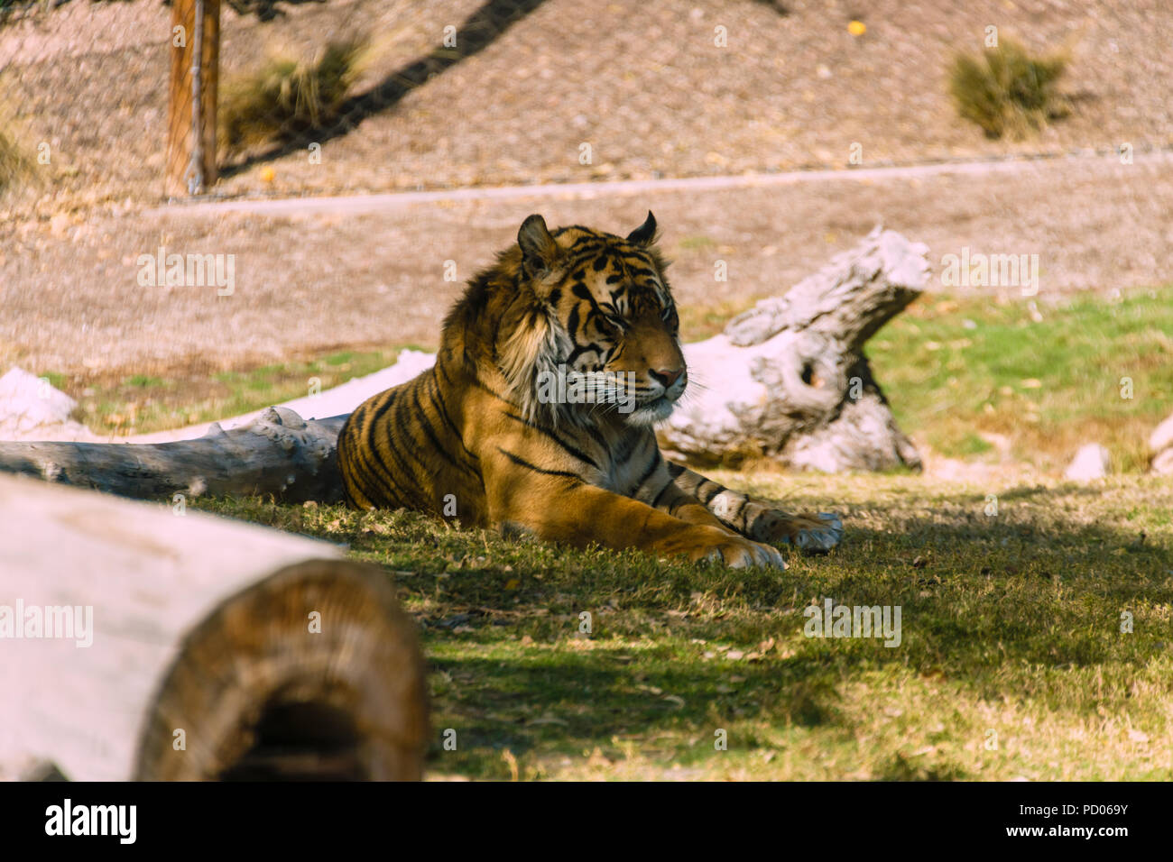 Sumatran Tiger, Napping in the Phoenix Zoo Stock Photo - Alamy
