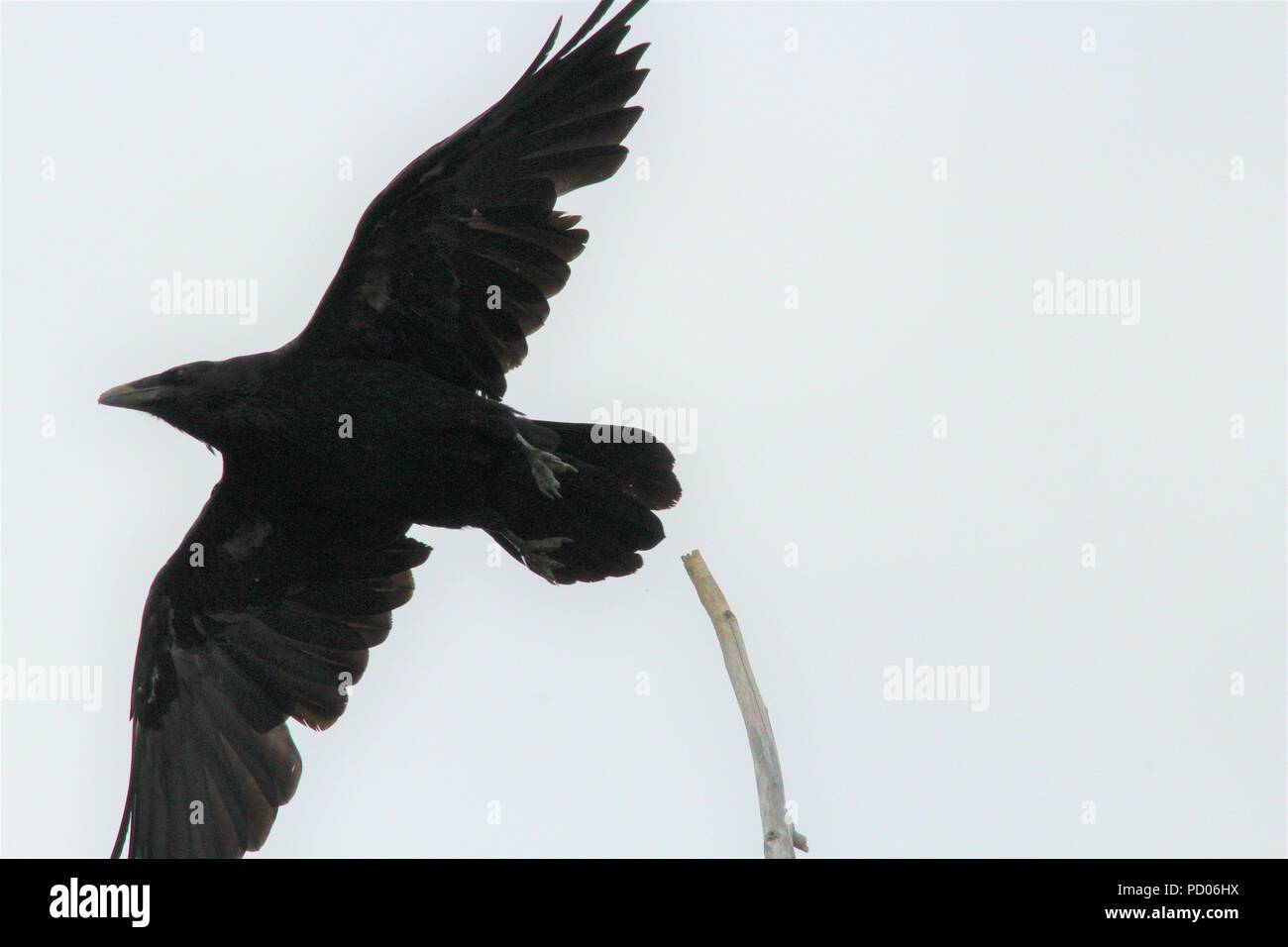 Raven Shot in Anchorage Alaska Stock Photo - Alamy
