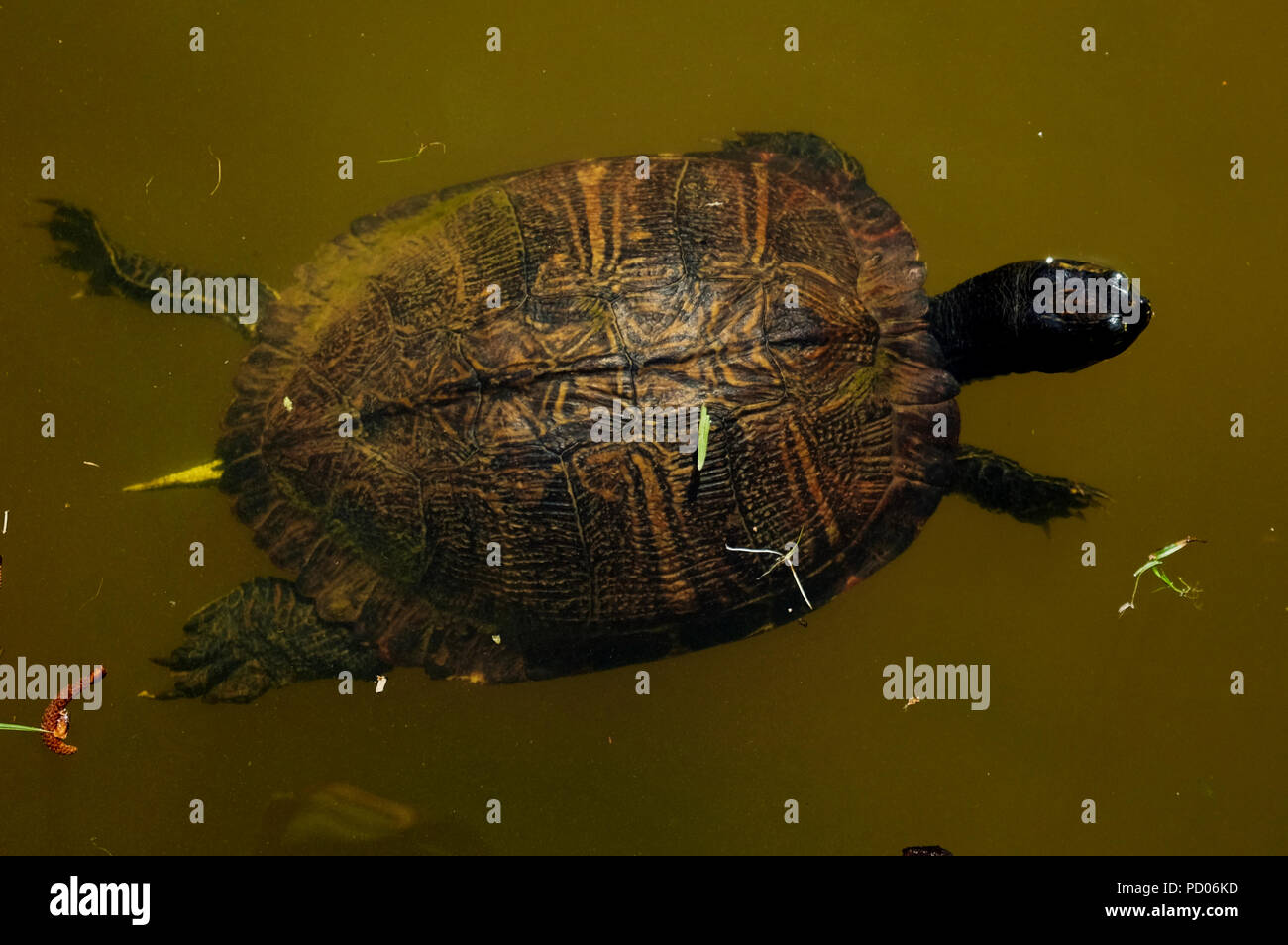Turtle shell top view hi-res stock photography and images - Alamy