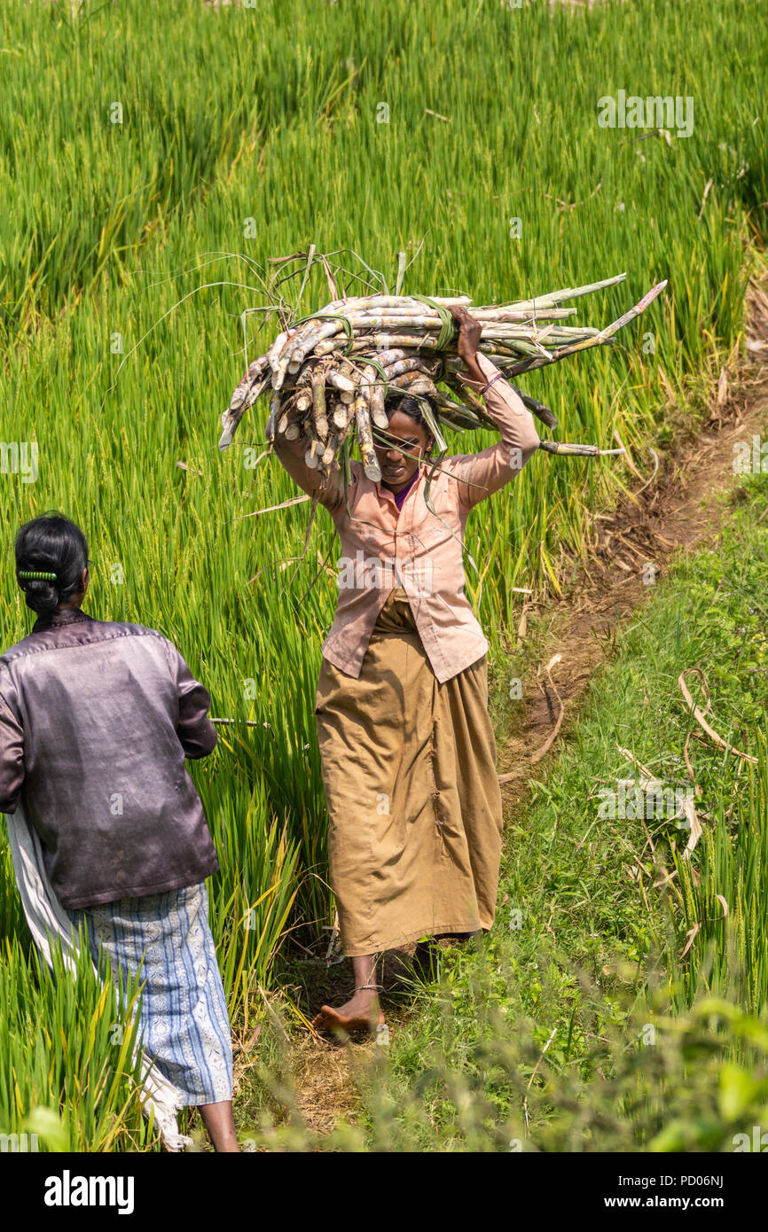 SUGARCANE ONLY BUNDLE - munimoro.gob.pe