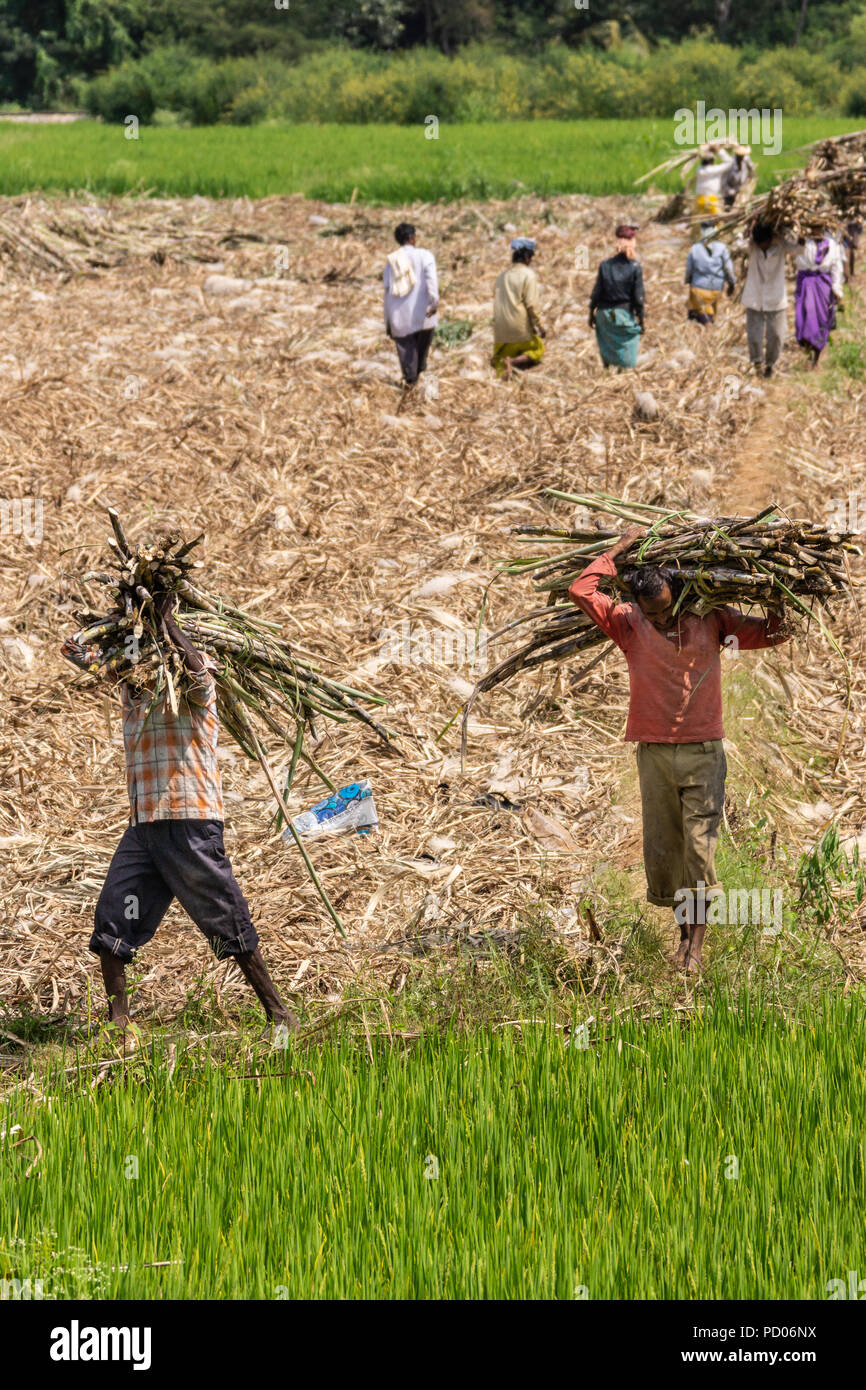 Sugar cane bundle hi-res stock photography and images - Alamy