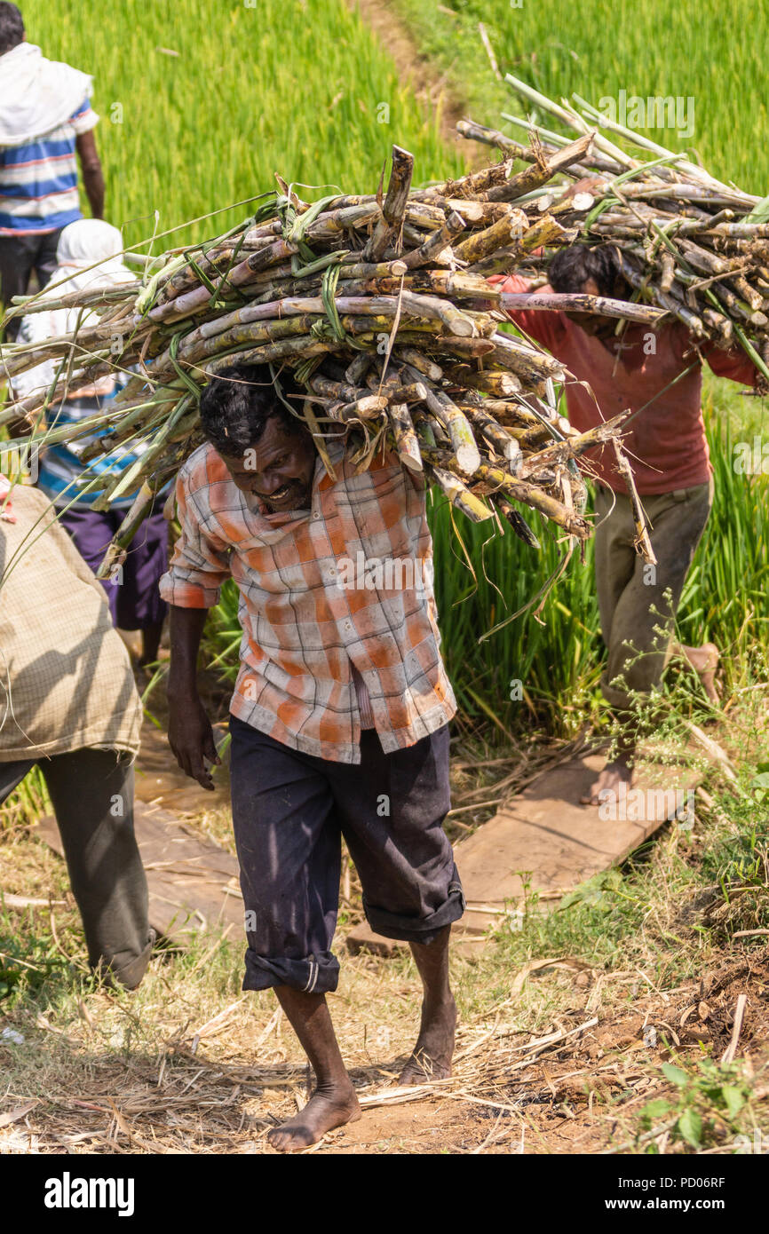 Paddy Field Of Karnataka Stock Photos & Paddy Field Of Karnataka Stock ...