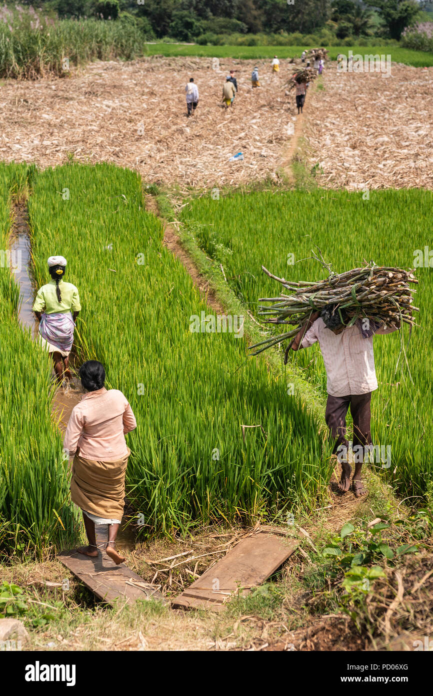 Man walking through paddy field hi-res stock photography and images - Alamy
