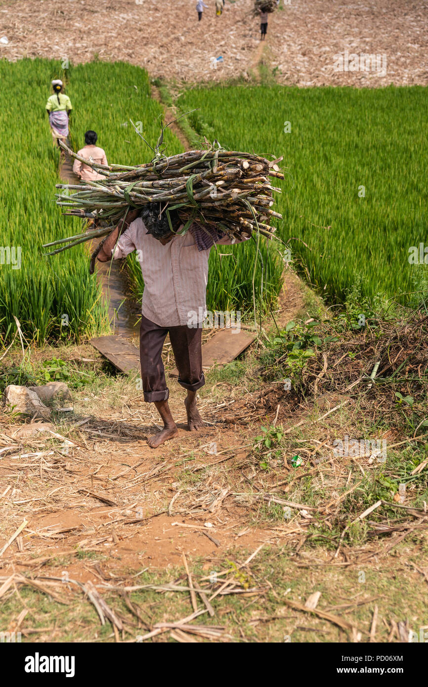 Man walking through paddy field hi-res stock photography and images - Alamy