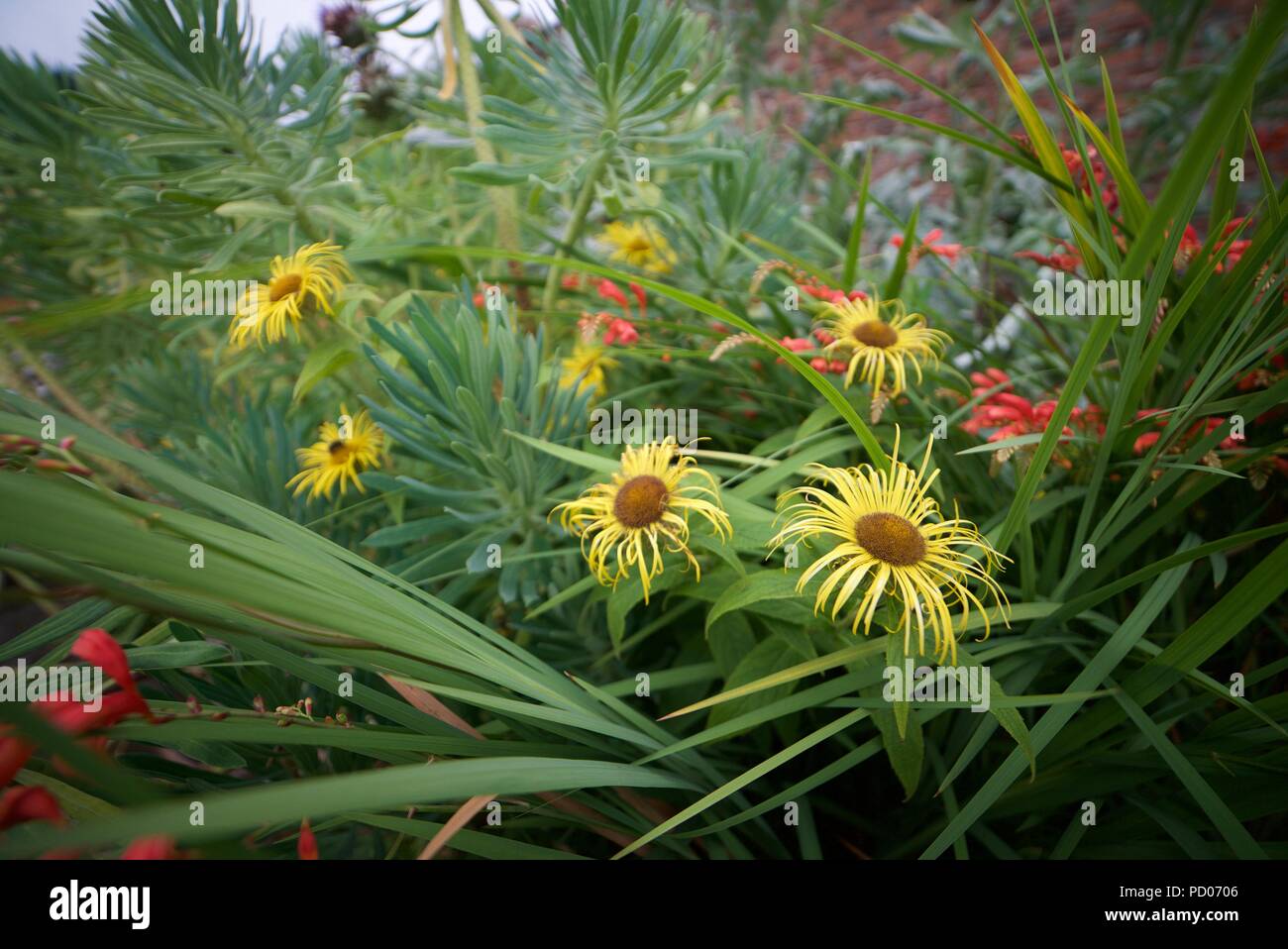 Inula hookeri flowers, with long thin yellow petals (hooker’s inula ...