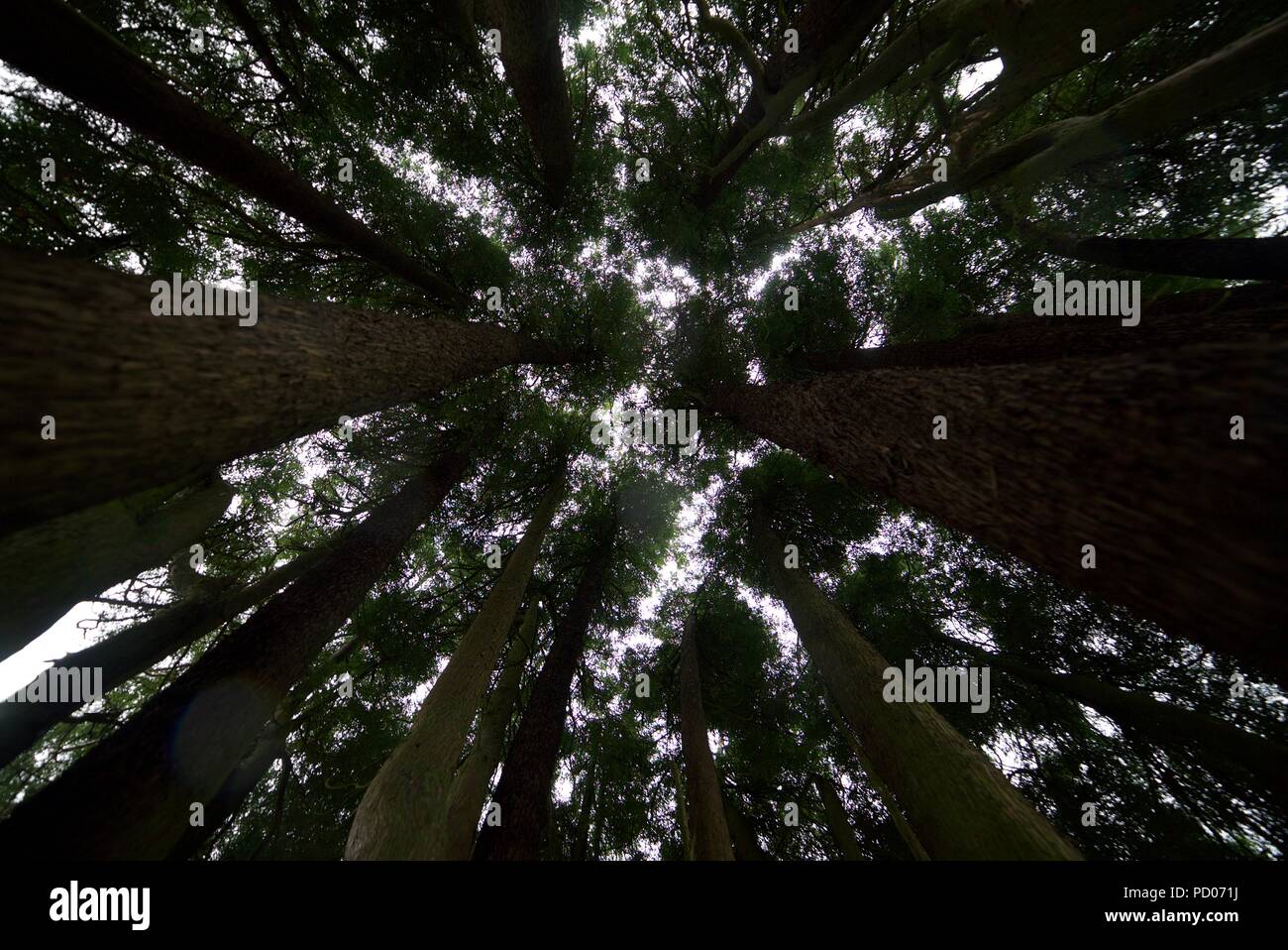 Canopy of the tree hi-res stock photography and images - Alamy