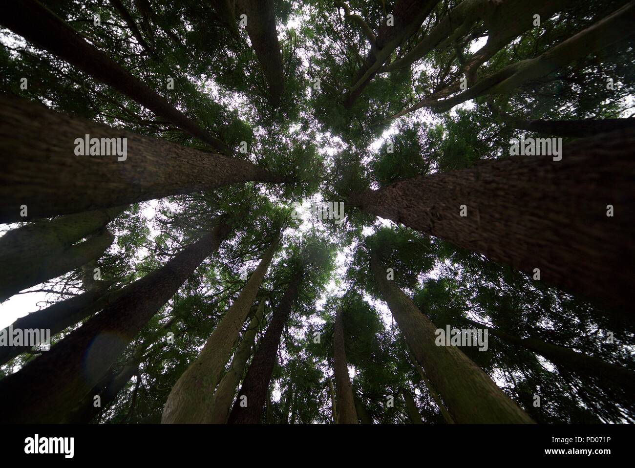 Looking up at pine trees, looking vertically up at tall towering trees ...