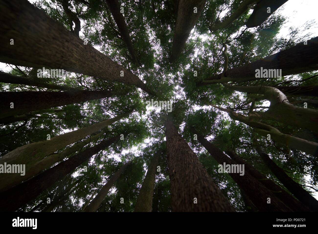 Looking up at pine trees, looking vertically up at tall towering trees ...