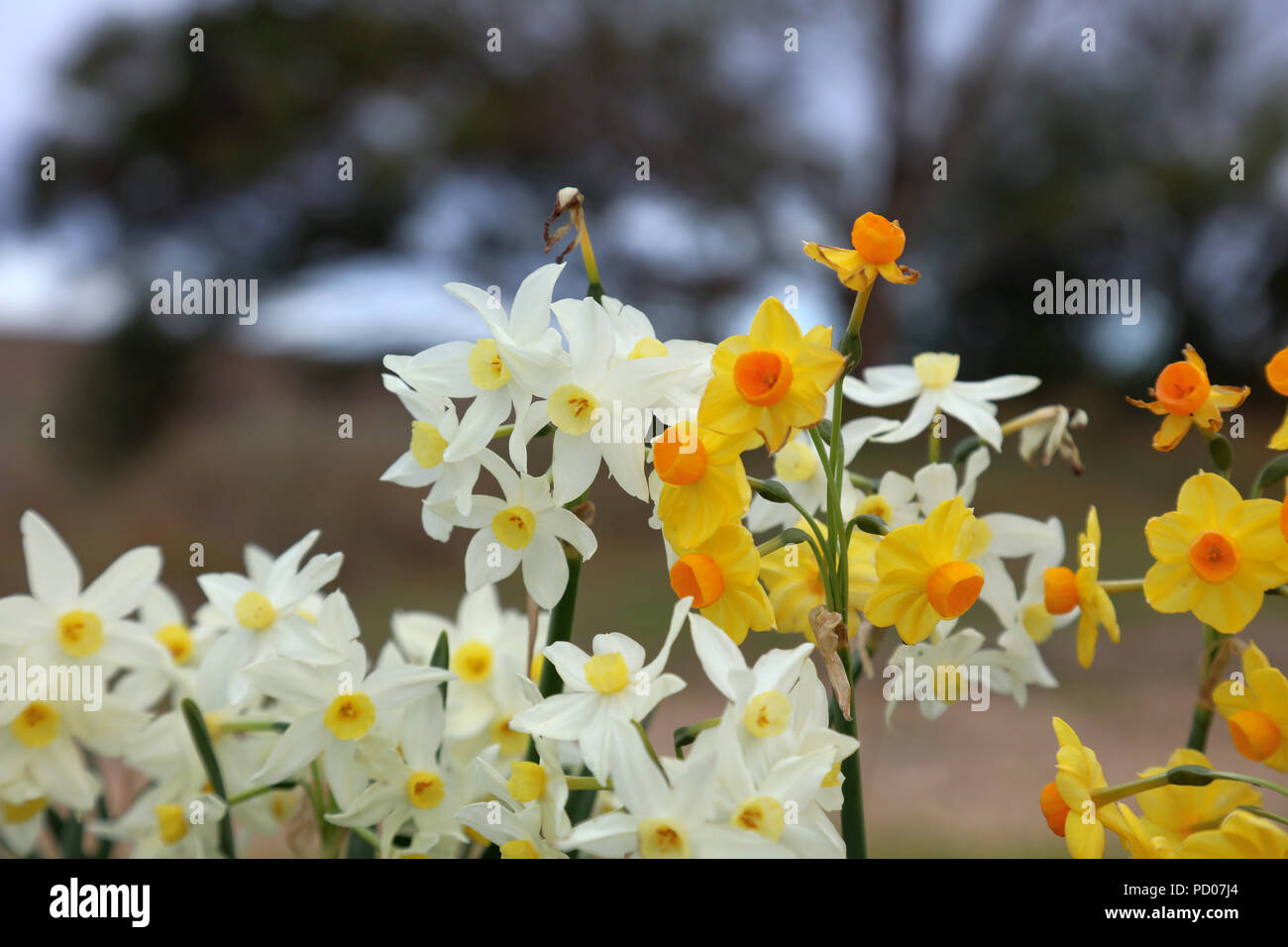 Beautiful flowers daffodils in winter early spring flowers south ...