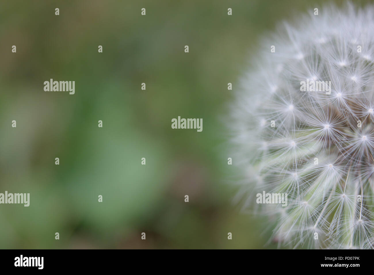 Dandelion Texture High Resolution Stock Photography and Images - Alamy