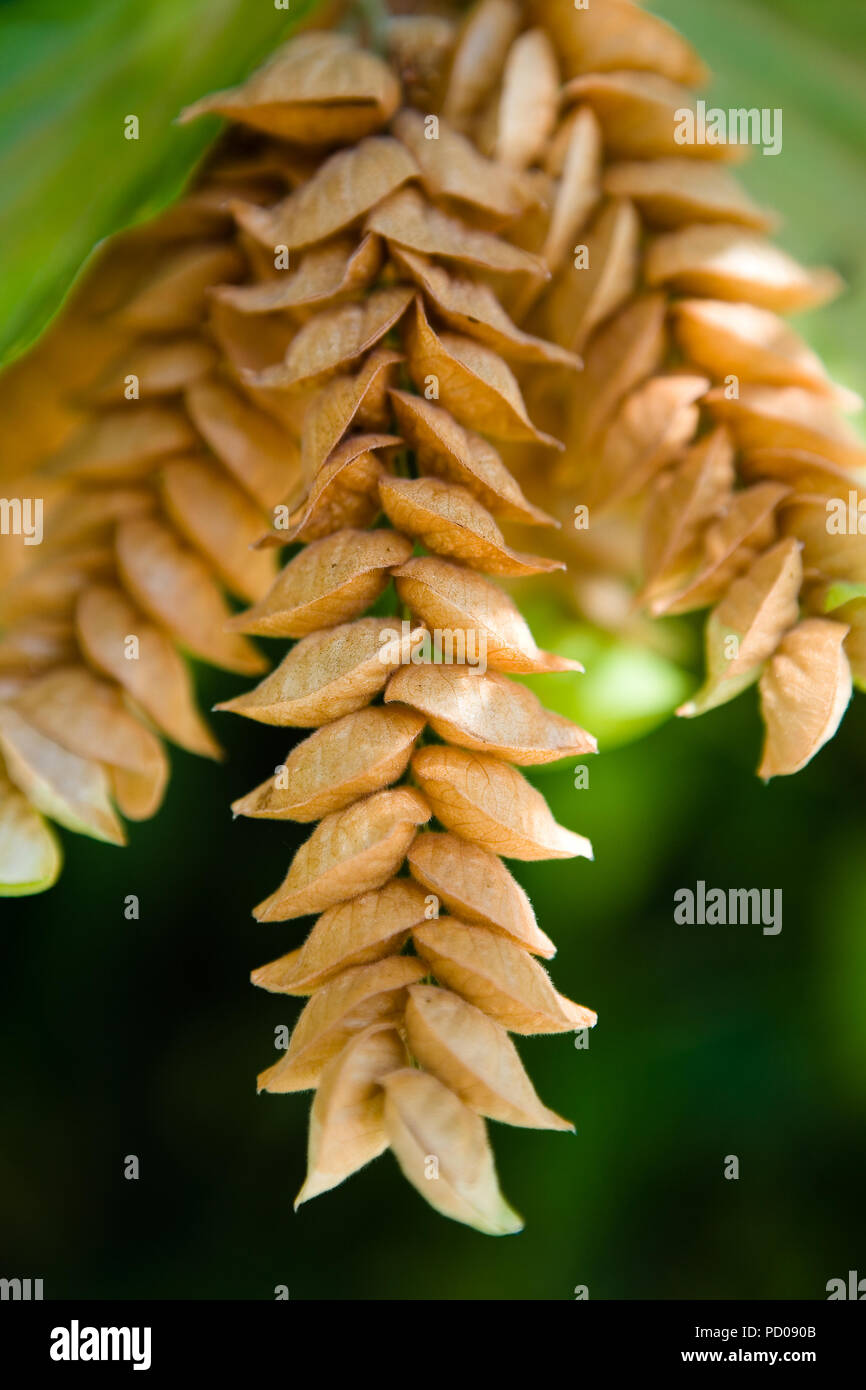 An unusual exotic tropical plant close-up. The nature of Thailand Stock ...