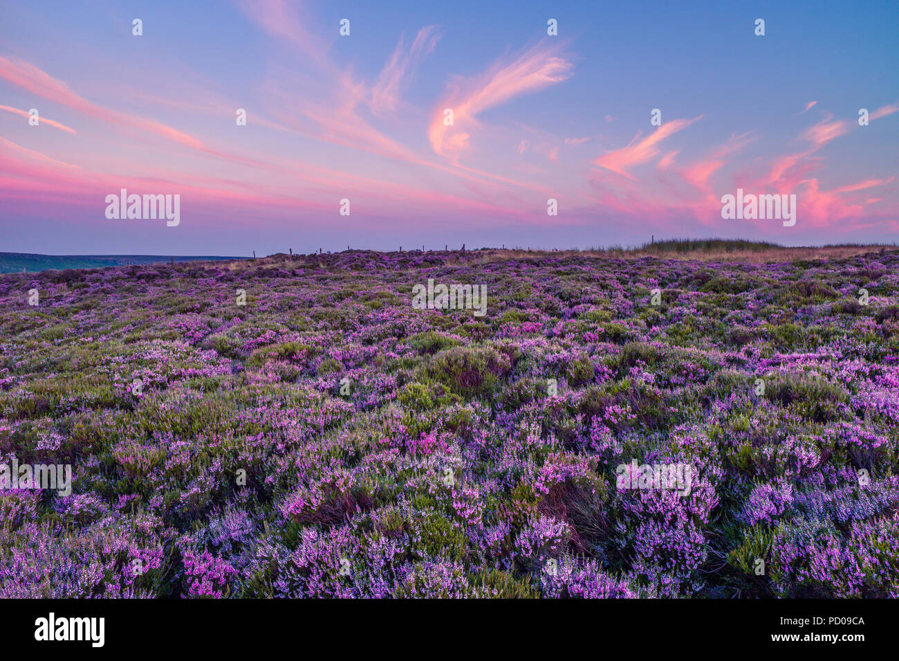 Landscape heather purple moorland hi-res stock photography and images ...