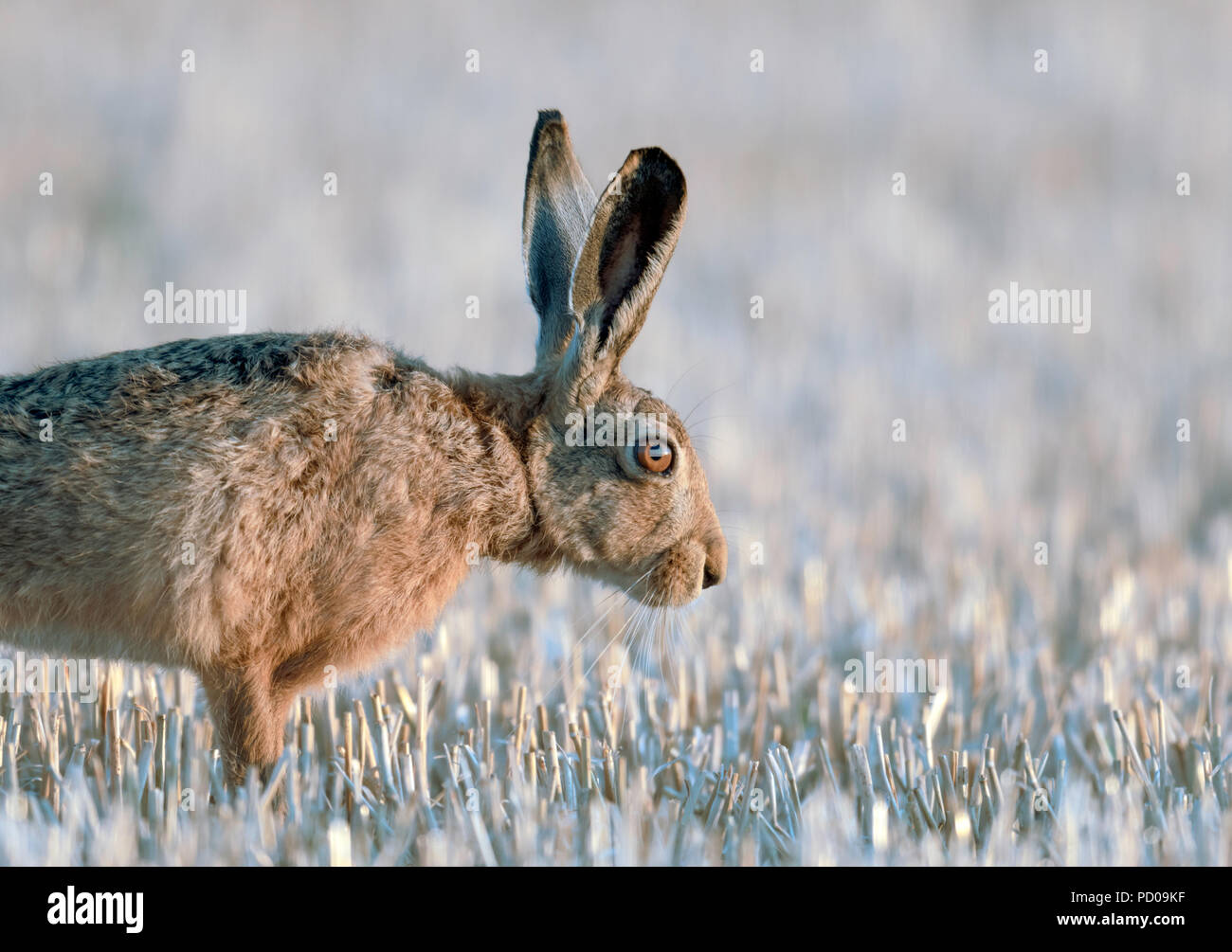 A brown Hare gets up from the stubble field and stretches before moving ...