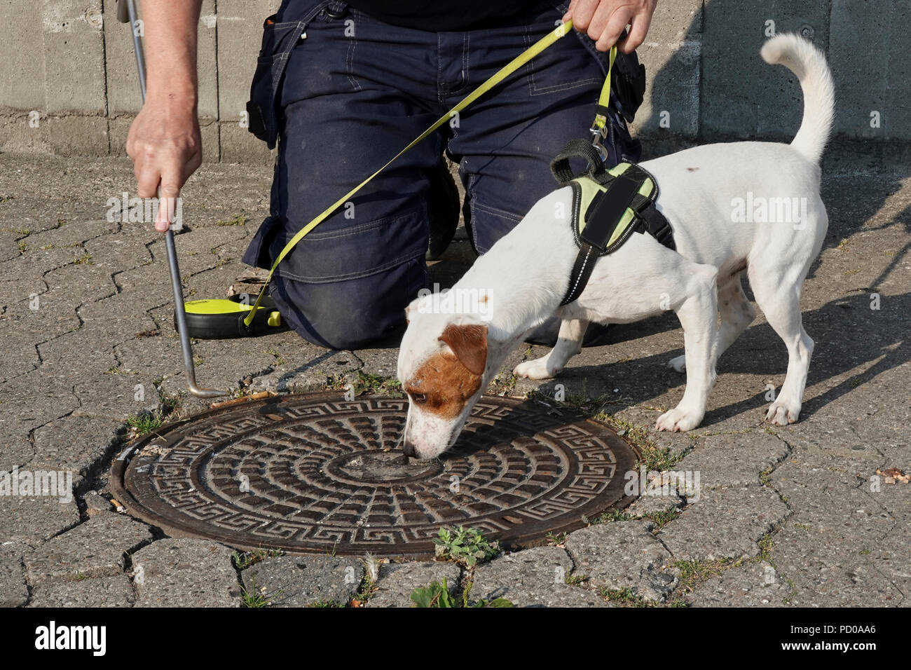 Rat dog at work and ready for action Stock Photo - Alamy