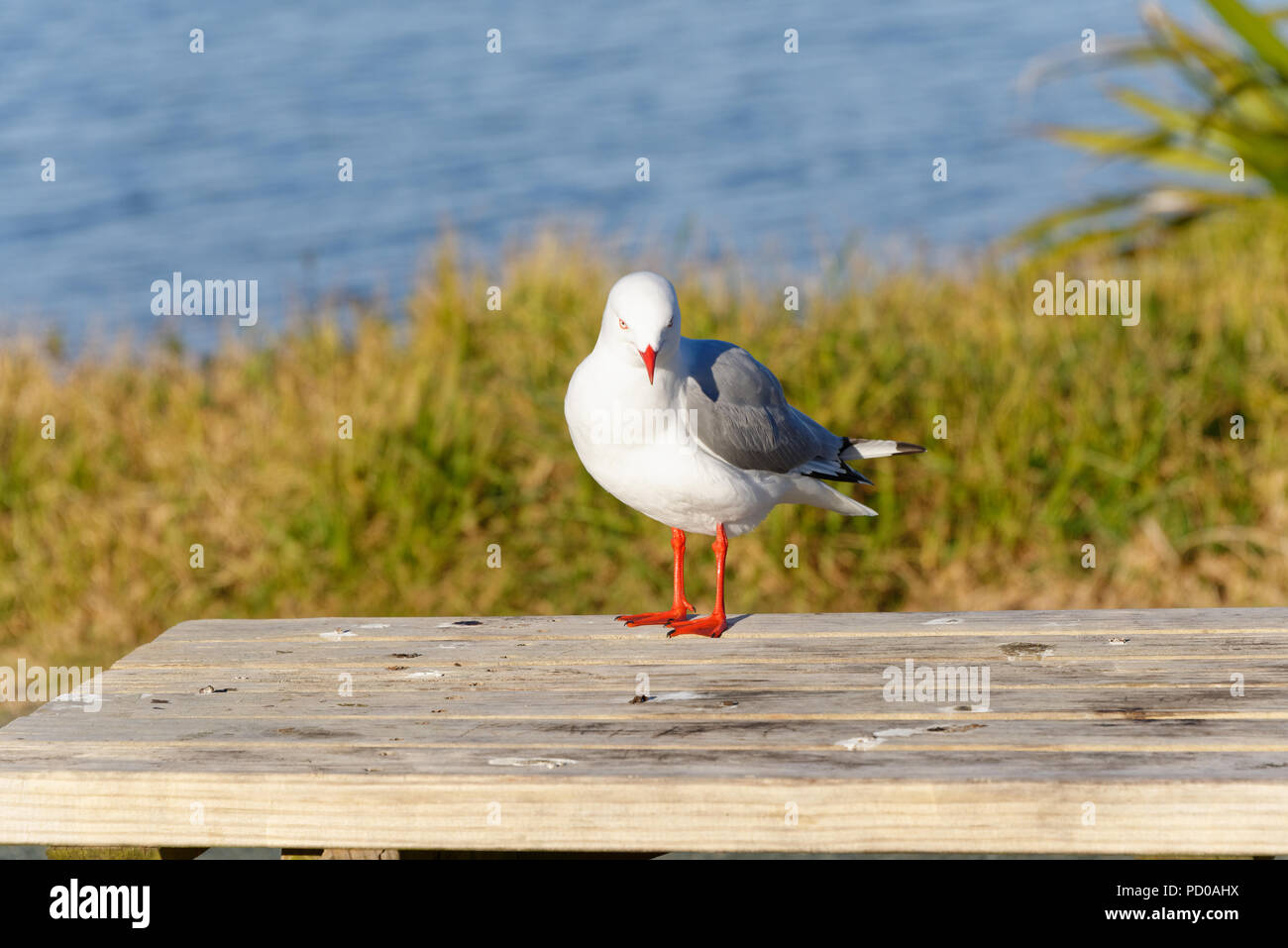 Gull on table in front of sea hi-res stock photography and images - Alamy