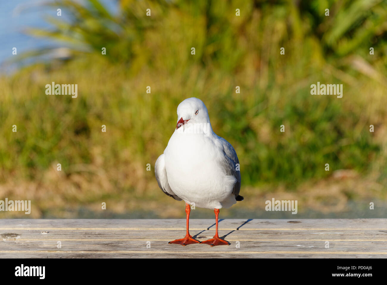 A red billed gull standing front on to the camera Stock Photo - Alamy