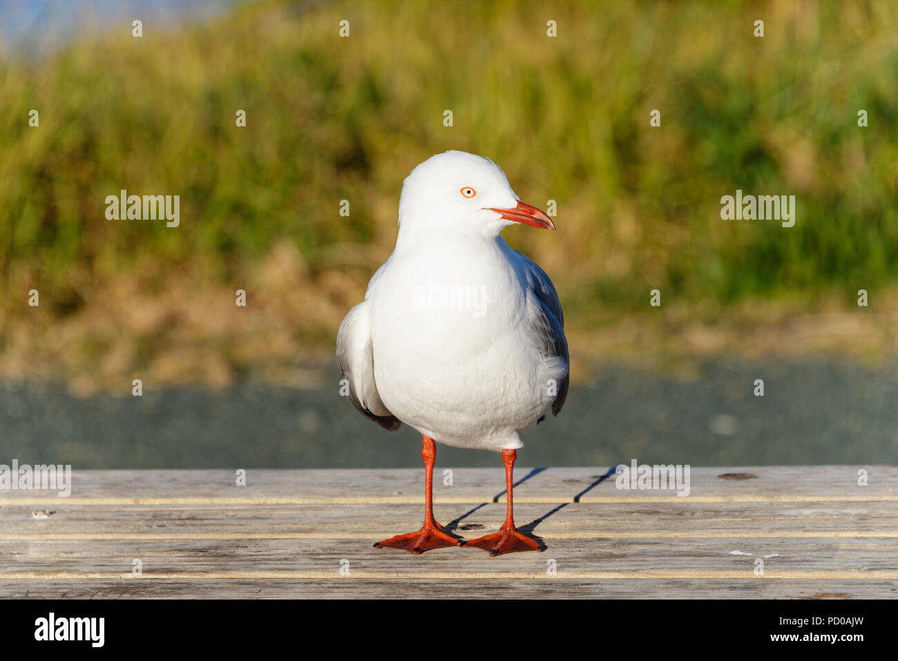 A seagull standing on a wooden table with its head turned to the side ...