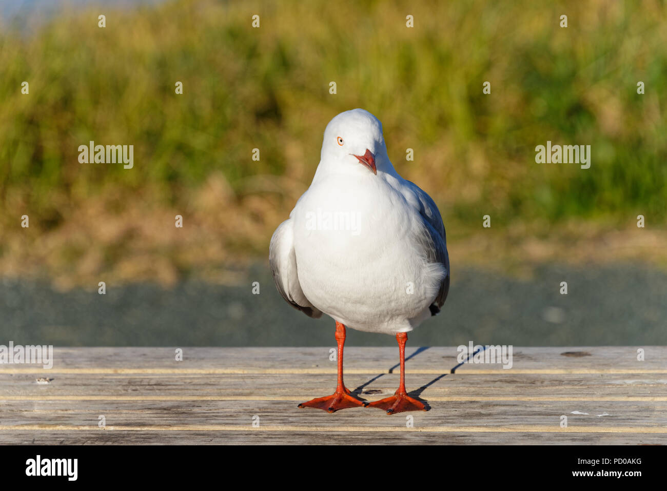 A seagull stands facing the camera on a wooden outdoor table Stock ...