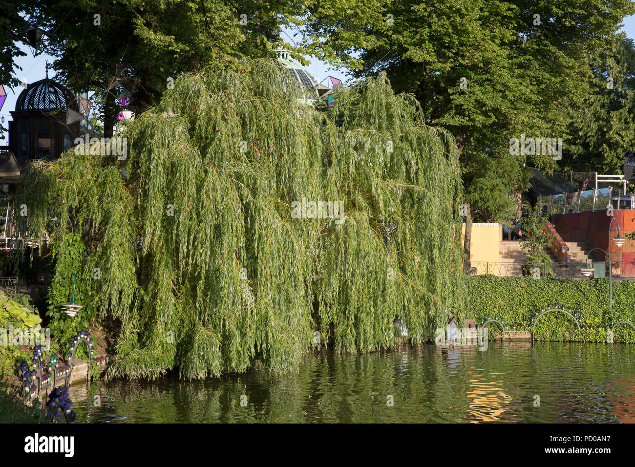 Willow Tree and Lake at Tivoli Theme Park; Copenhagen; Denmark Stock ...