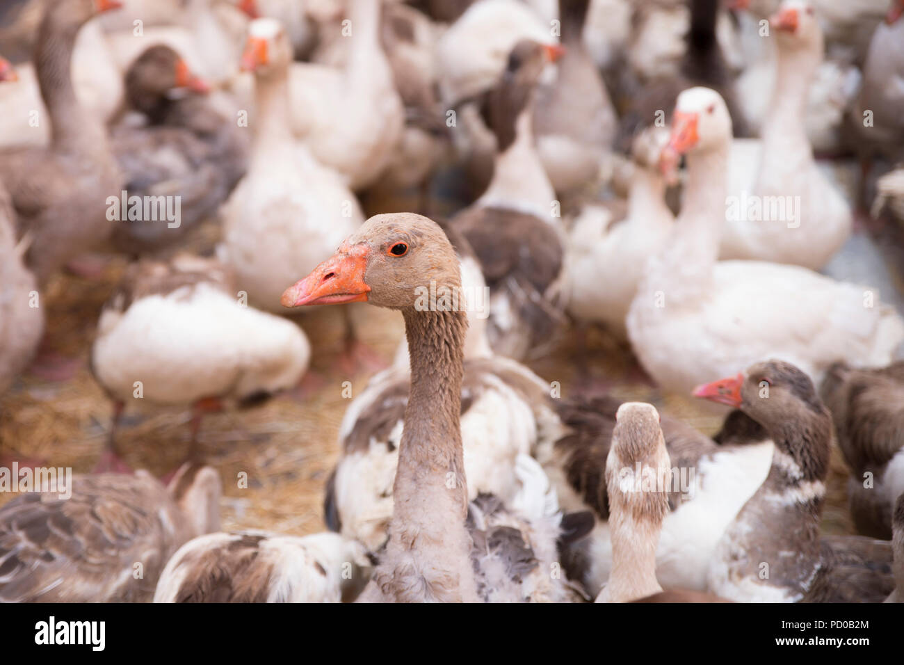 large group of geese in a pen Stock Photo - Alamy