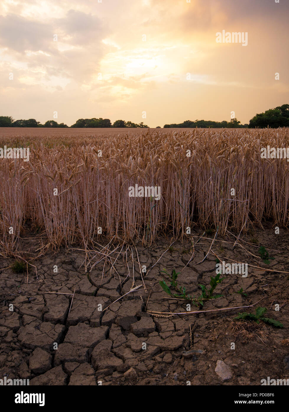 Cracked and dry wheat field at sunset Stock Photo - Alamy
