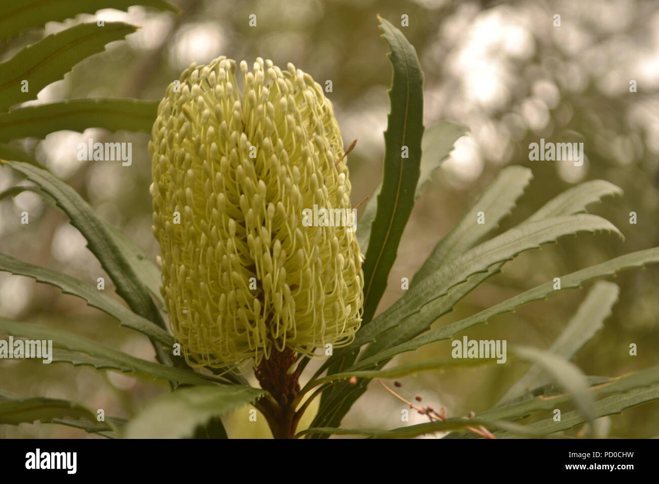 Wattyl flower hi-res stock photography and images - Alamy