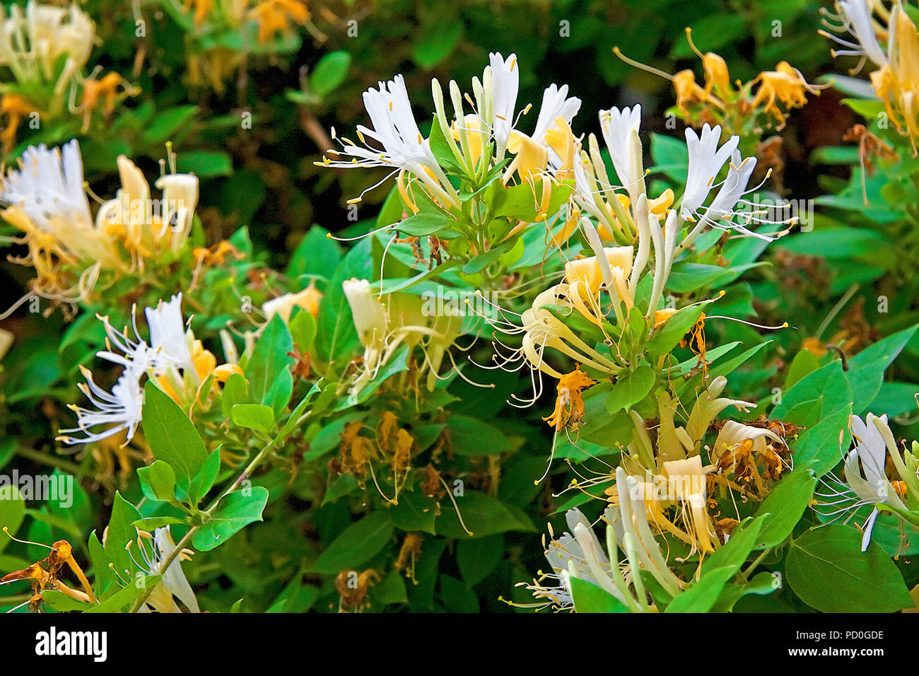 Japanese honeysuckle hi-res stock photography and images - Alamy