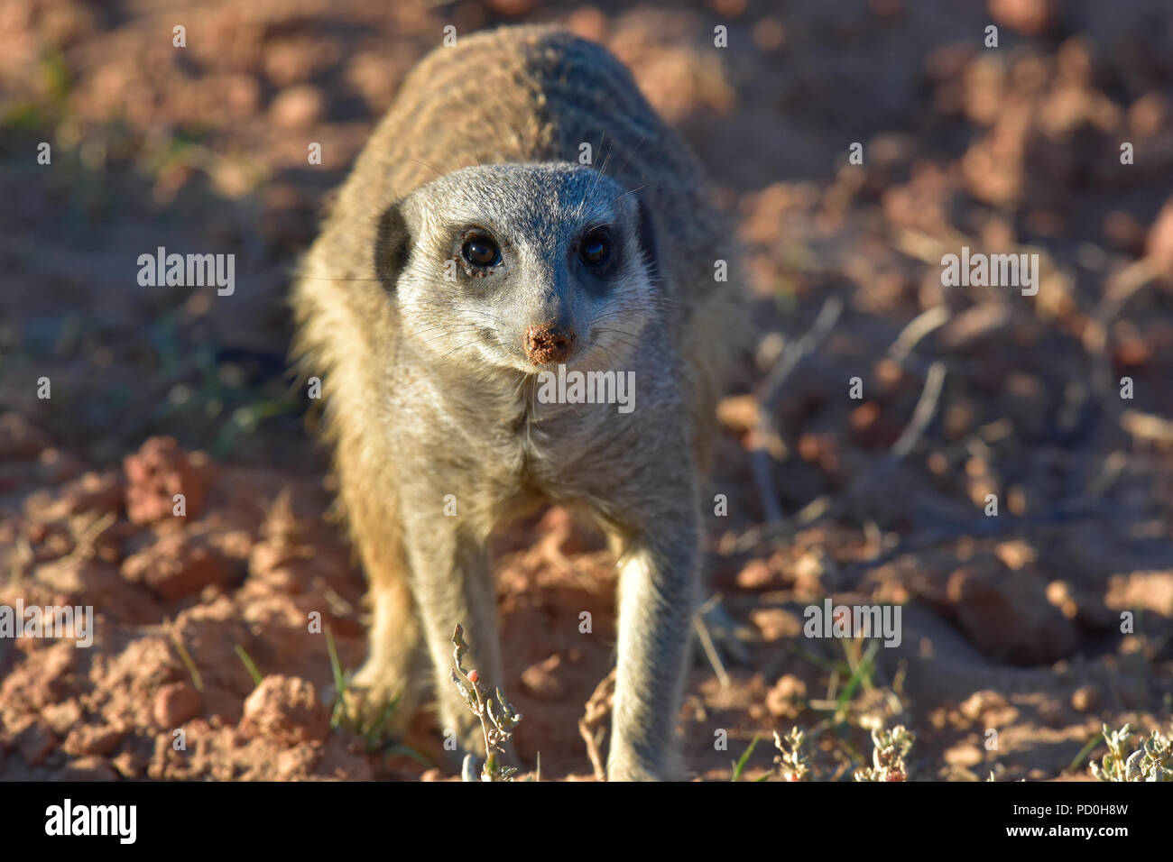 South Africa, a fantastic travel destination to experience third and ...