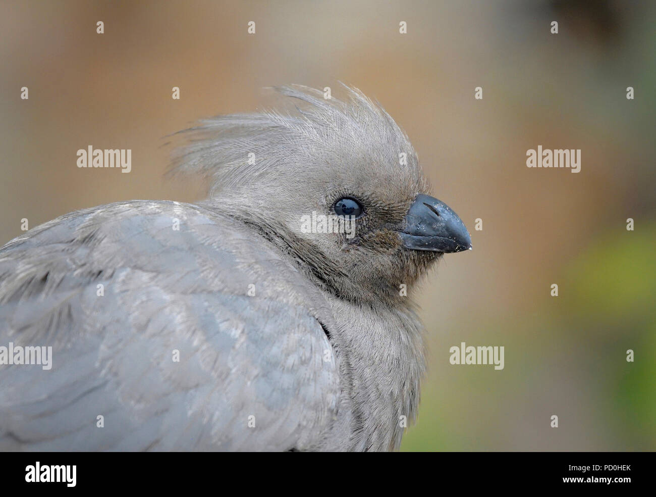 Grey loerie hi-res stock photography and images - Alamy