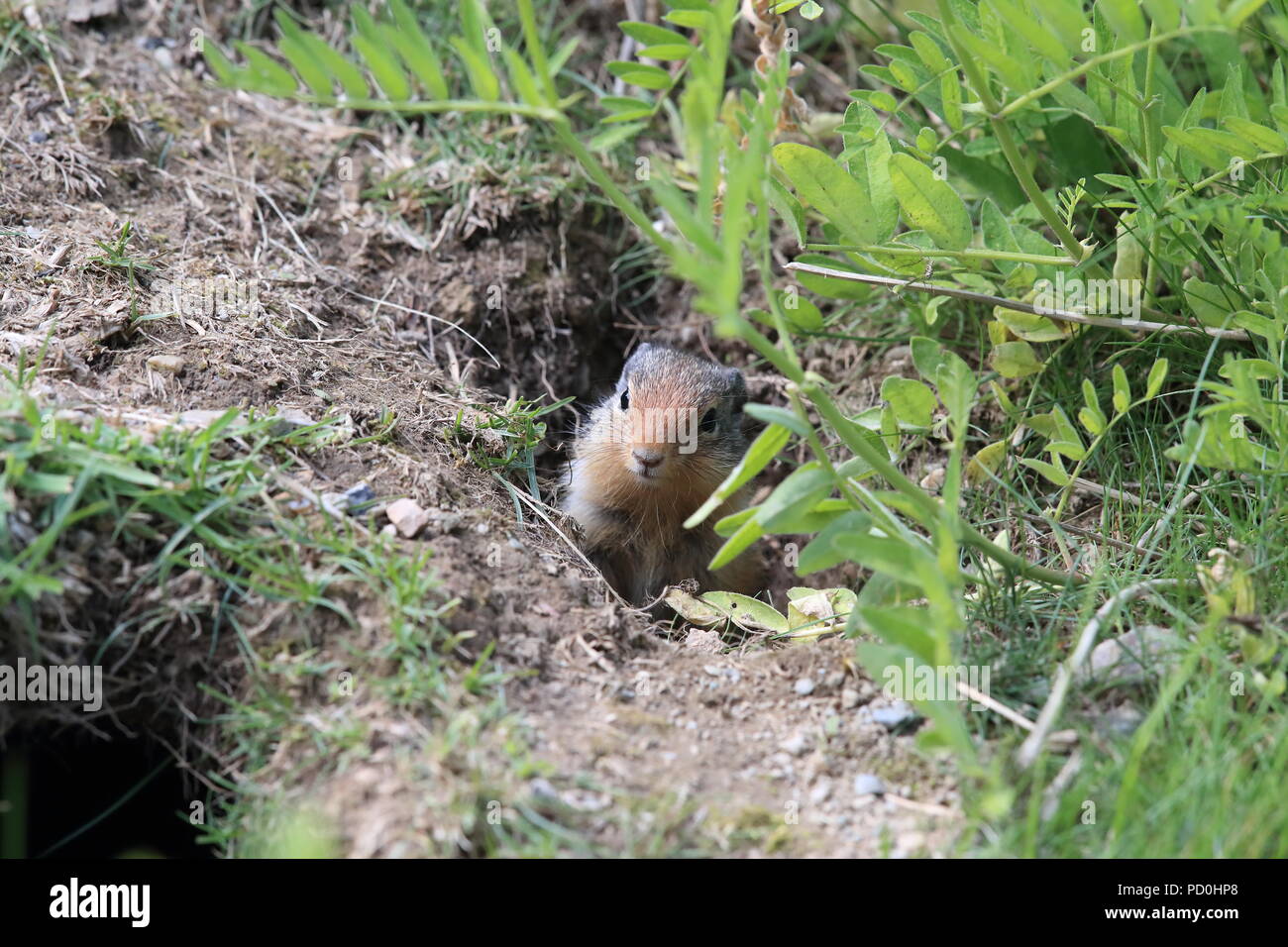Columbian ground squirrel Cub canadian Rockies Stock Photo - Alamy
