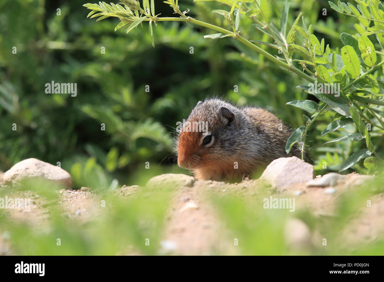 Columbian ground squirrel Cub canadian Rockies Stock Photo - Alamy