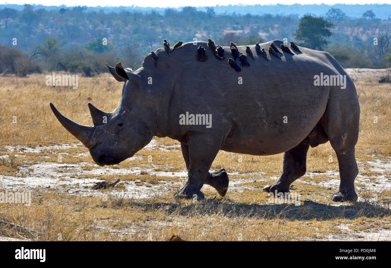 South Africa, a fantastic travel destination to experience third and ...