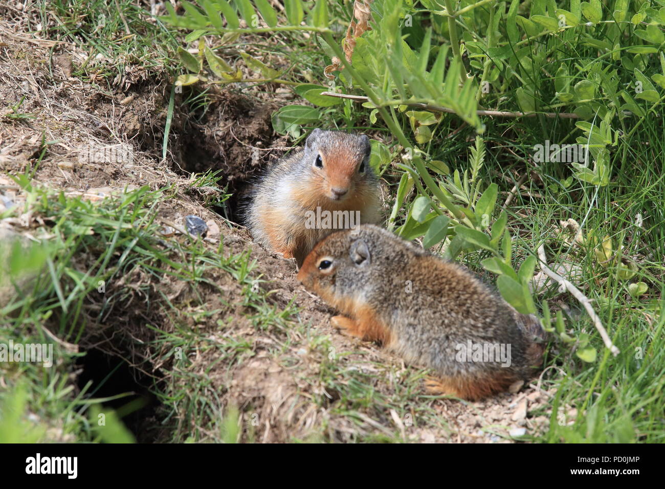 Columbian ground squirrel Cub canadian Rockies Stock Photo - Alamy