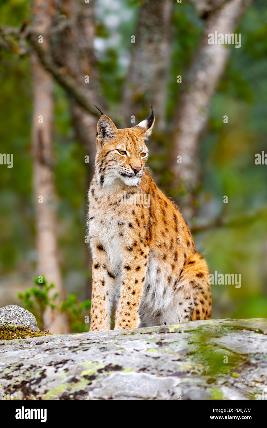Eurasian lynx sitting on a rock in forest at summer Stock Photo - Alamy