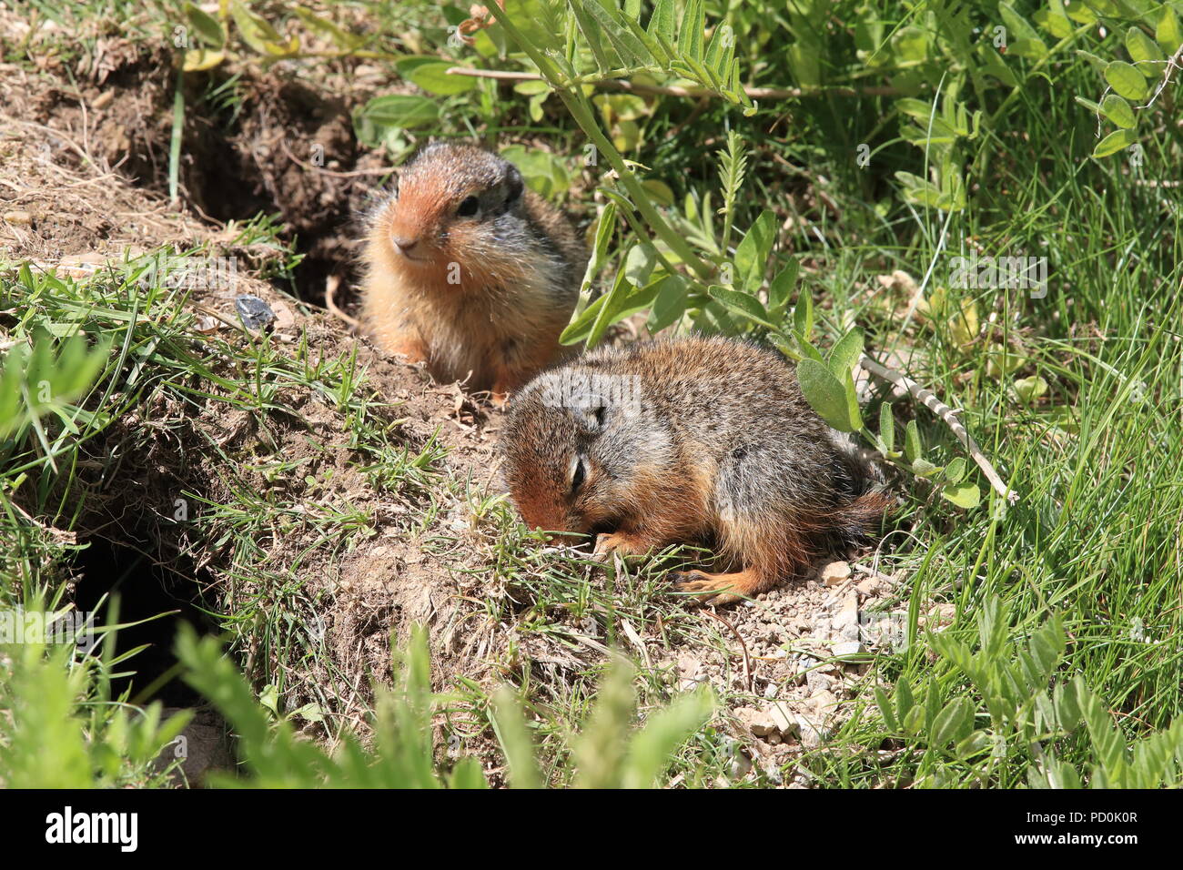 Columbian ground squirrel Cub canadian Rockies Stock Photo - Alamy