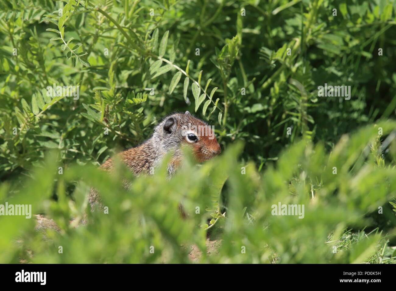 Columbian ground squirrel Cub canadian Rockies Stock Photo - Alamy
