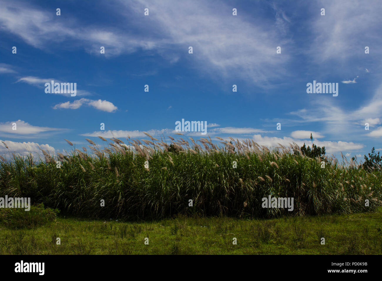 Hello grass hi-res stock photography and images - Alamy