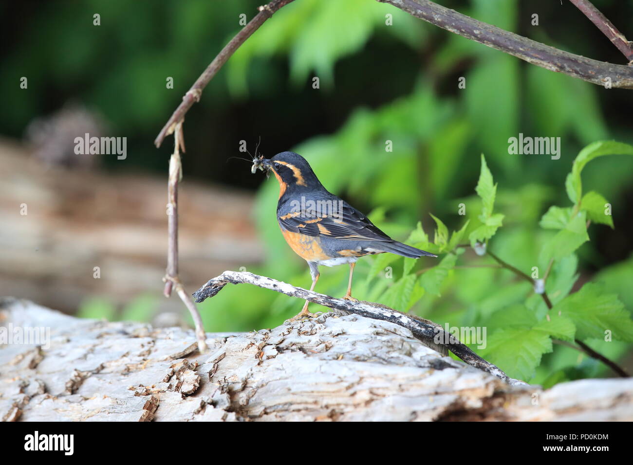 varied thrush (Ixoreus naevius) vancouver island canada Stock Photo - Alamy