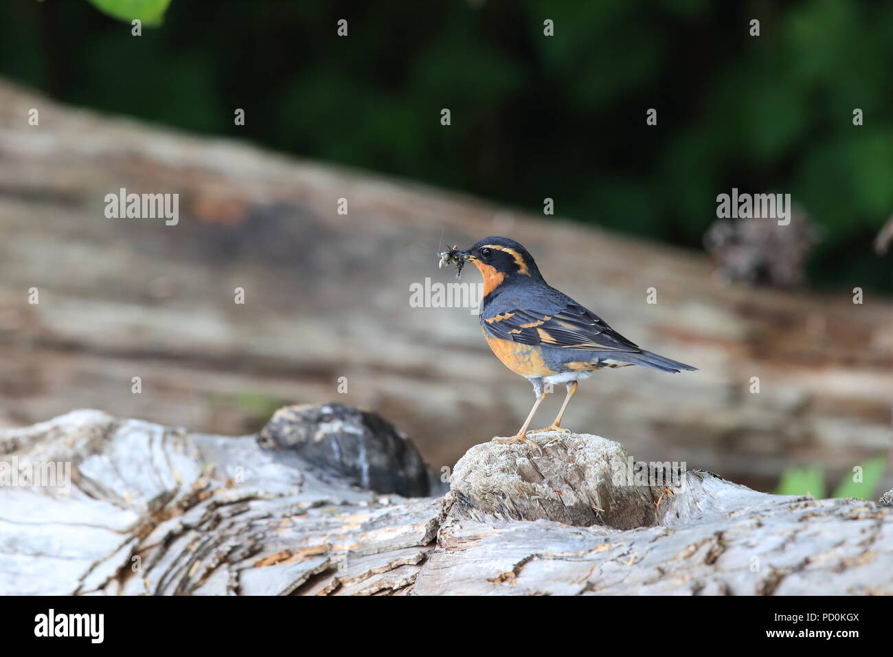 varied thrush (Ixoreus naevius) vancouver island canada Stock Photo - Alamy