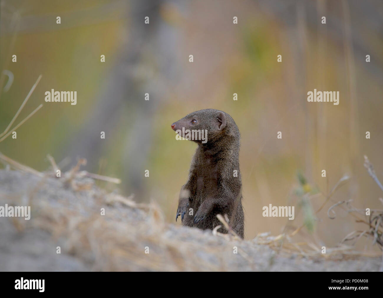 A dwarf mongoose stands alert on its hind feet, looking or enemies in ...