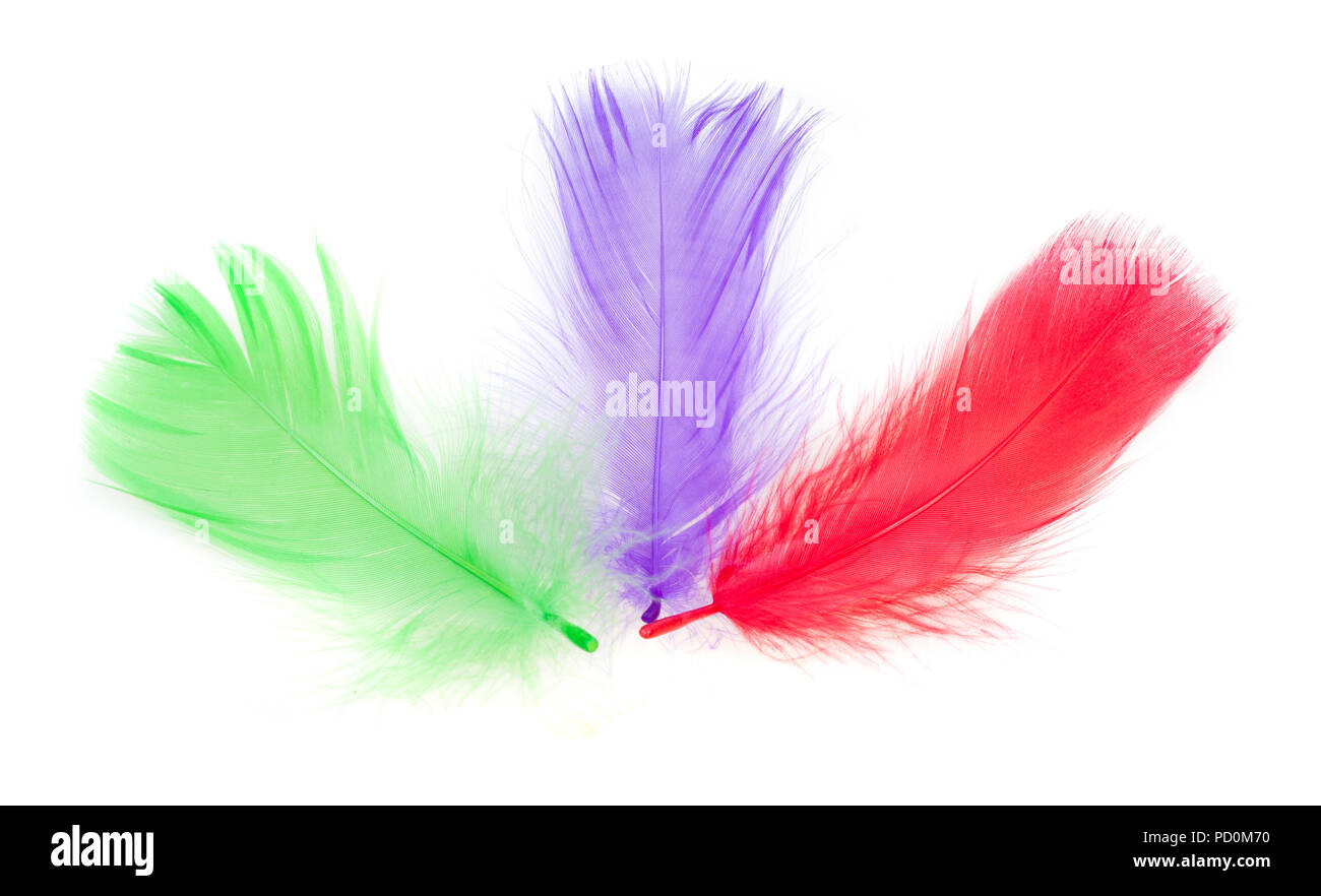 colorful bird feather set isolated on white Stock Photo - Alamy