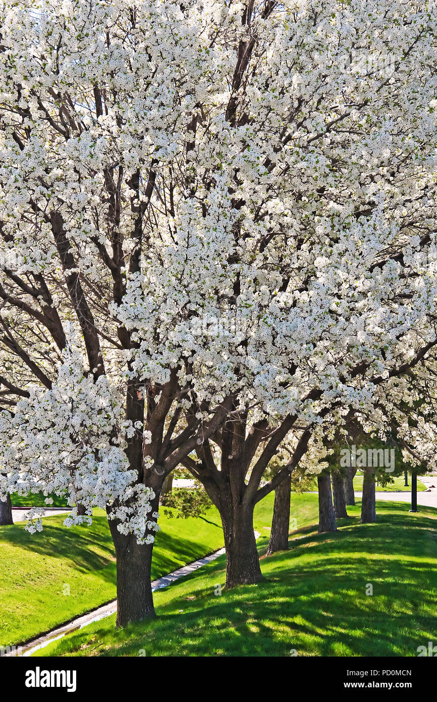 Trees in full bloom, covered in cheery white blossoms, against the lush ...
