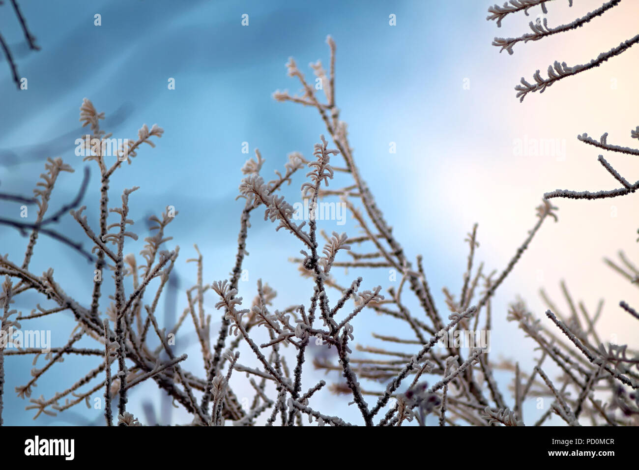 Wet winter hoarfrost rime hi-res stock photography and images - Alamy