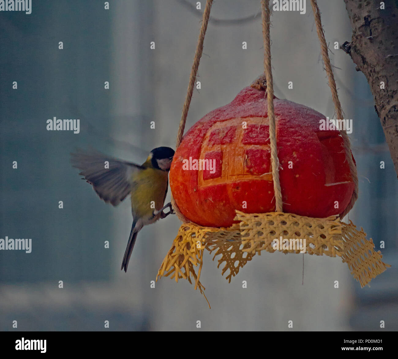 Funny chickadee hi-res stock photography and images - Alamy