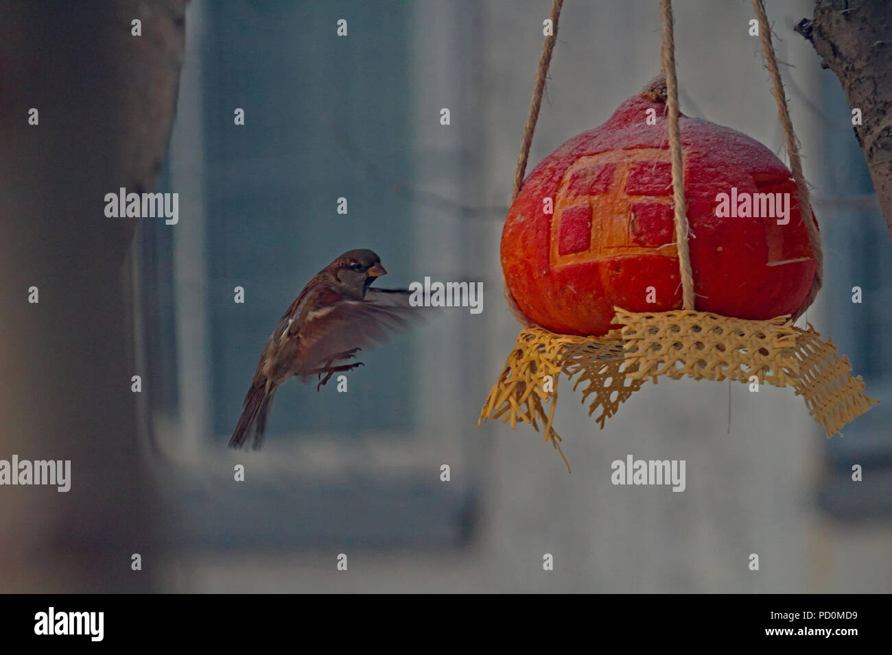 Funny chickadee hi-res stock photography and images - Alamy