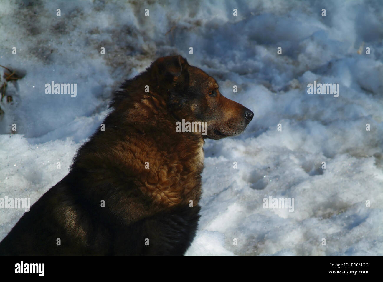Animal view hi-res stock photography and images - Alamy