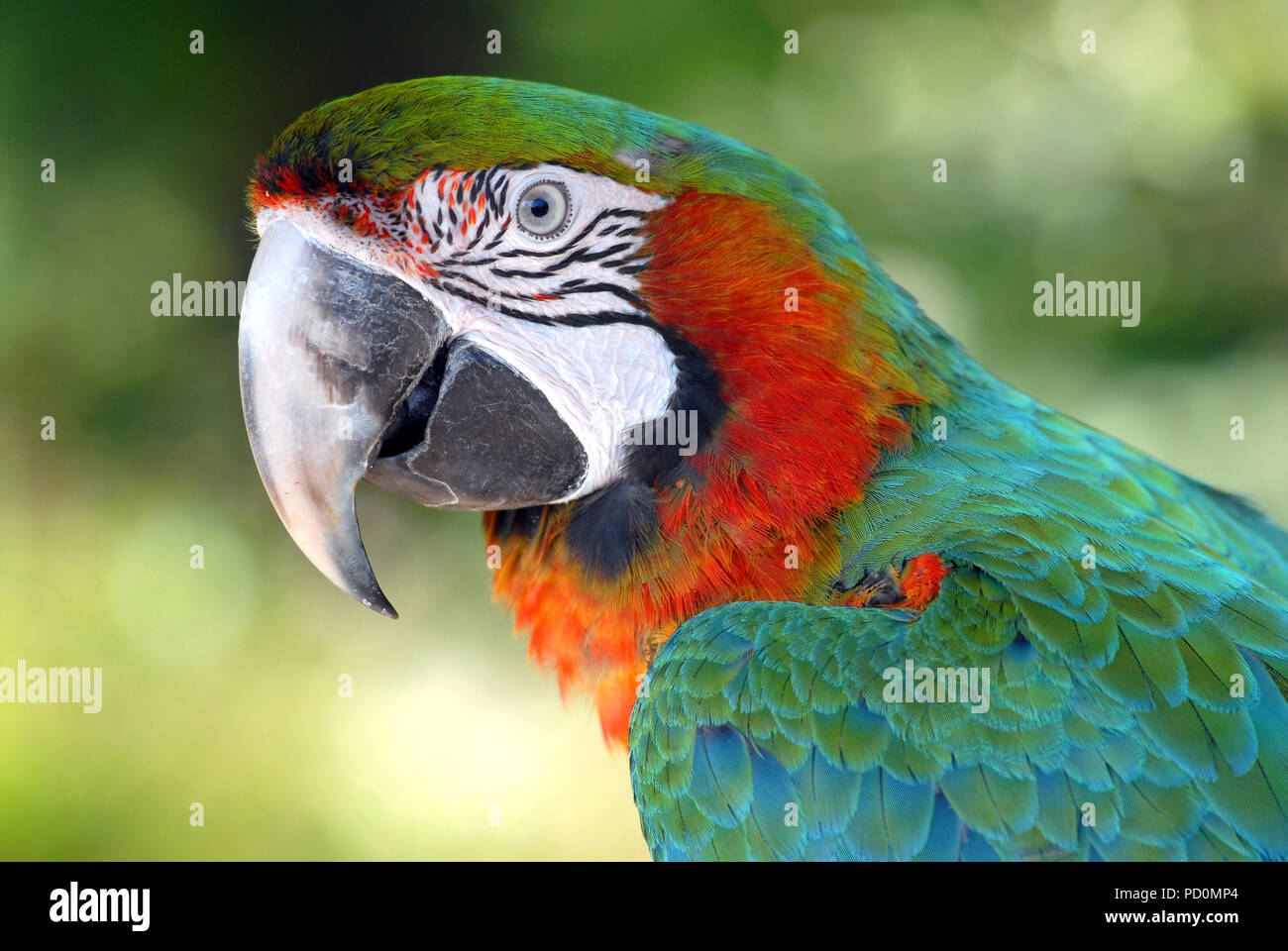 Portrait of Macaw viewed from profile Stock Photo - Alamy