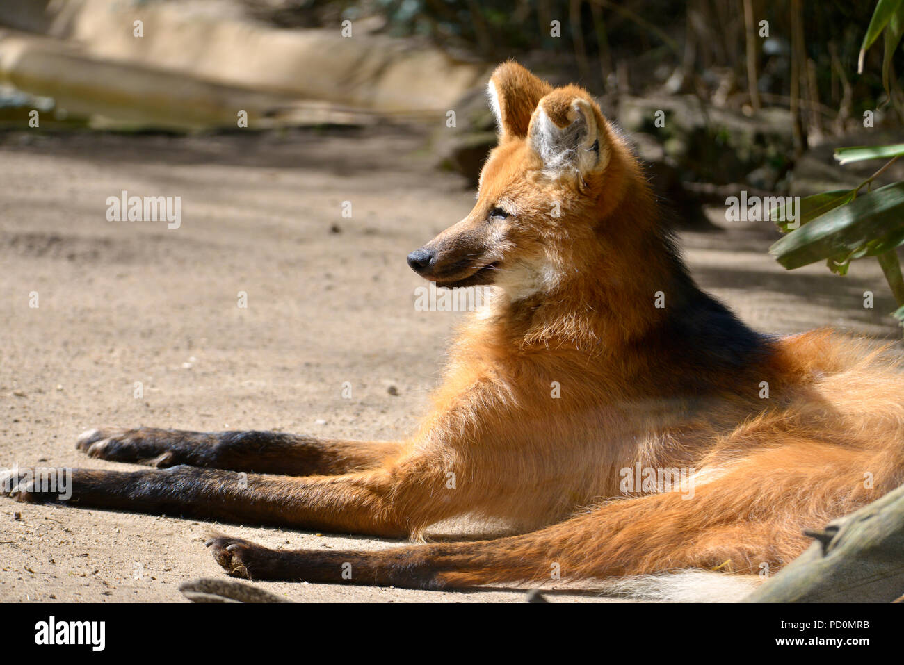 Maned Wolf (Chrysocyon brachyurus) lying on ground and seen from ...